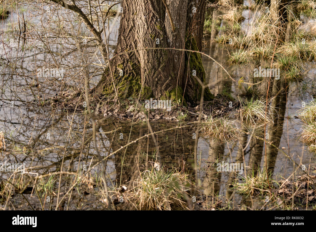 Trees submerged in water hi-res stock photography and images - Alamy
