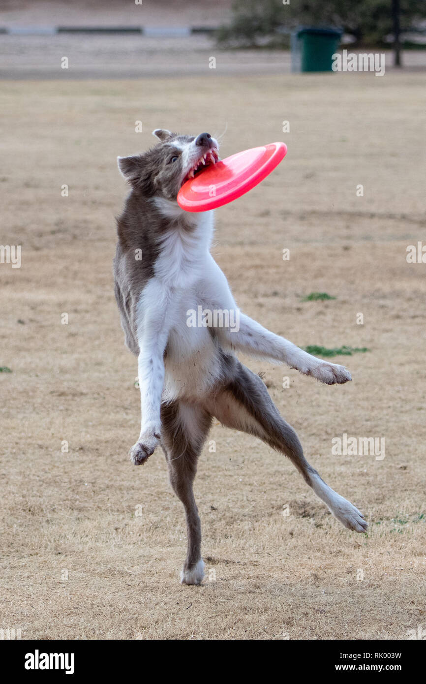 Disc toss hi-res stock photography and images - Alamy