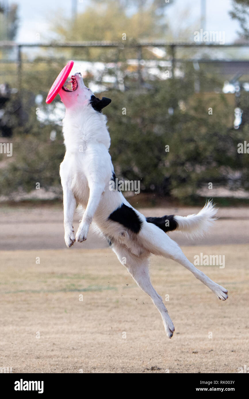 Border collie dog missing a disc Stock Photo - Alamy