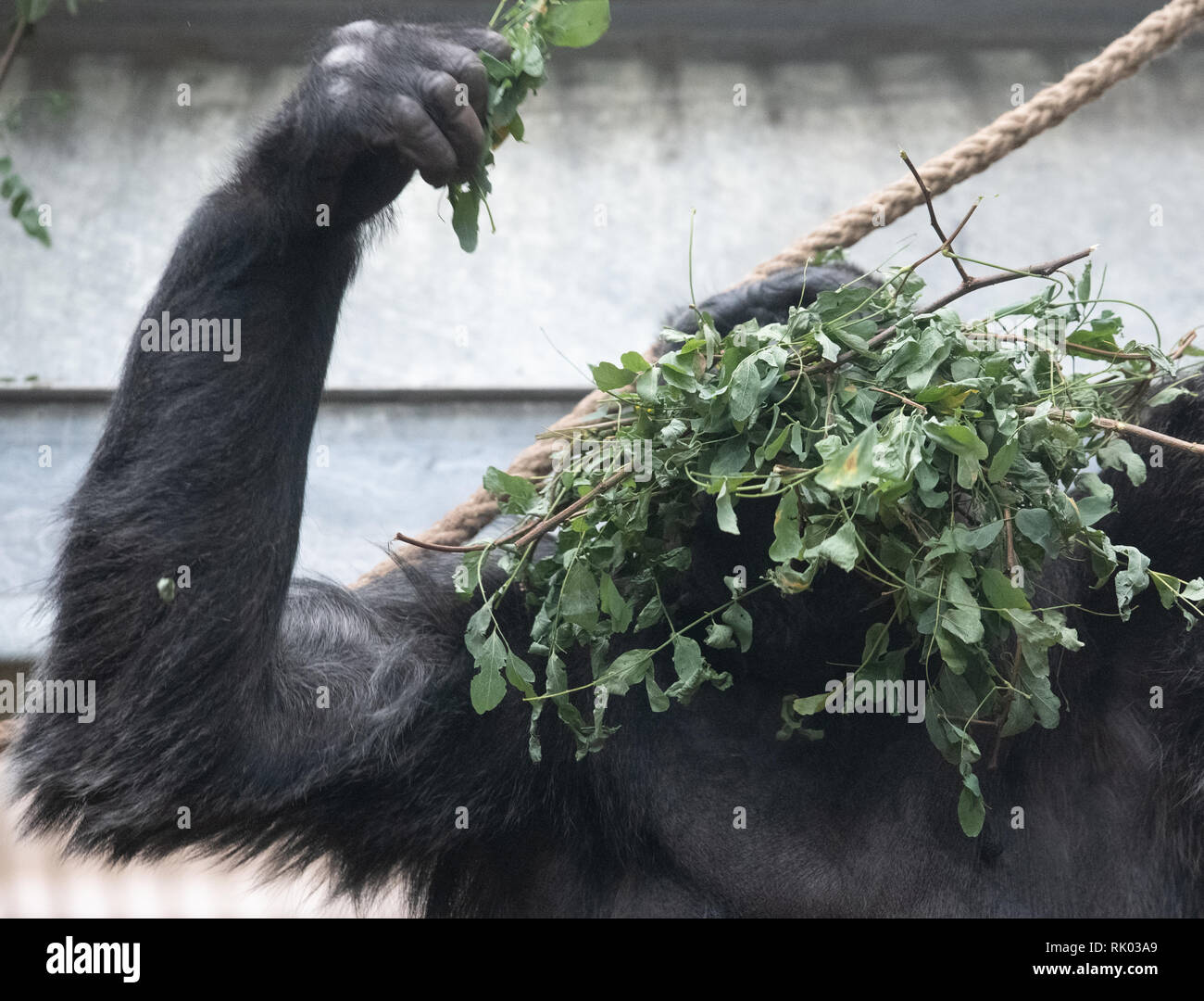 Gorilla lady hi-res stock photography and images - Alamy