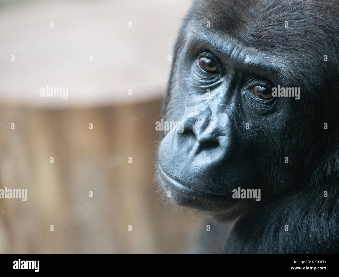 Berlin, Germany. 08th Feb, 2019. Gorilla lady Djambala observes the ...