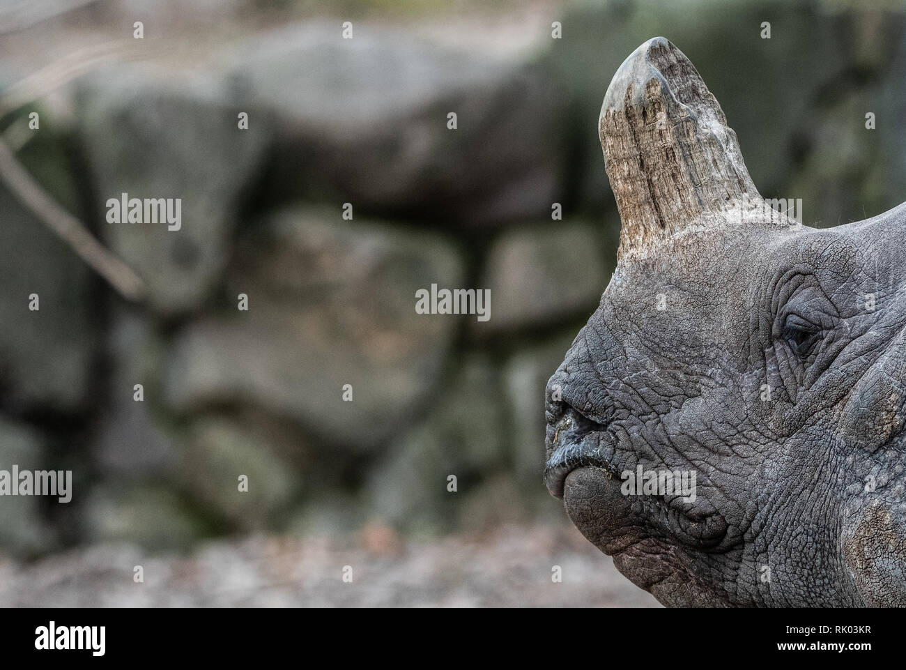 Berlin, Germany. 08th Feb, 2019. There's a tank rhino in his zoo ...