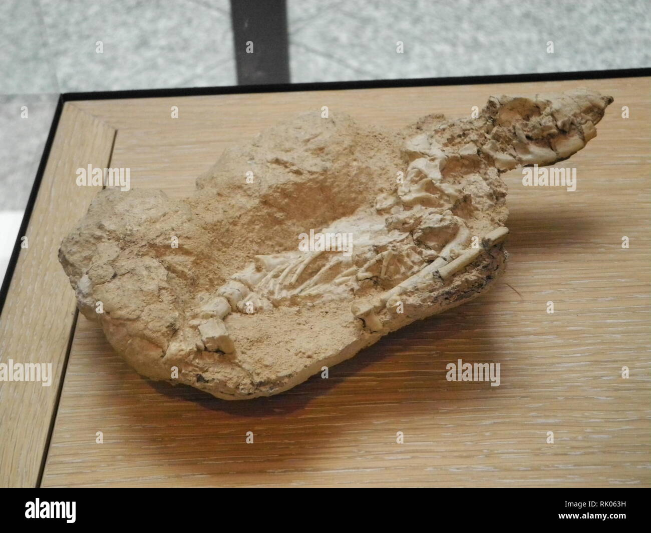 08 February 2019, US, New York: A 30 million year old fossil of an ...