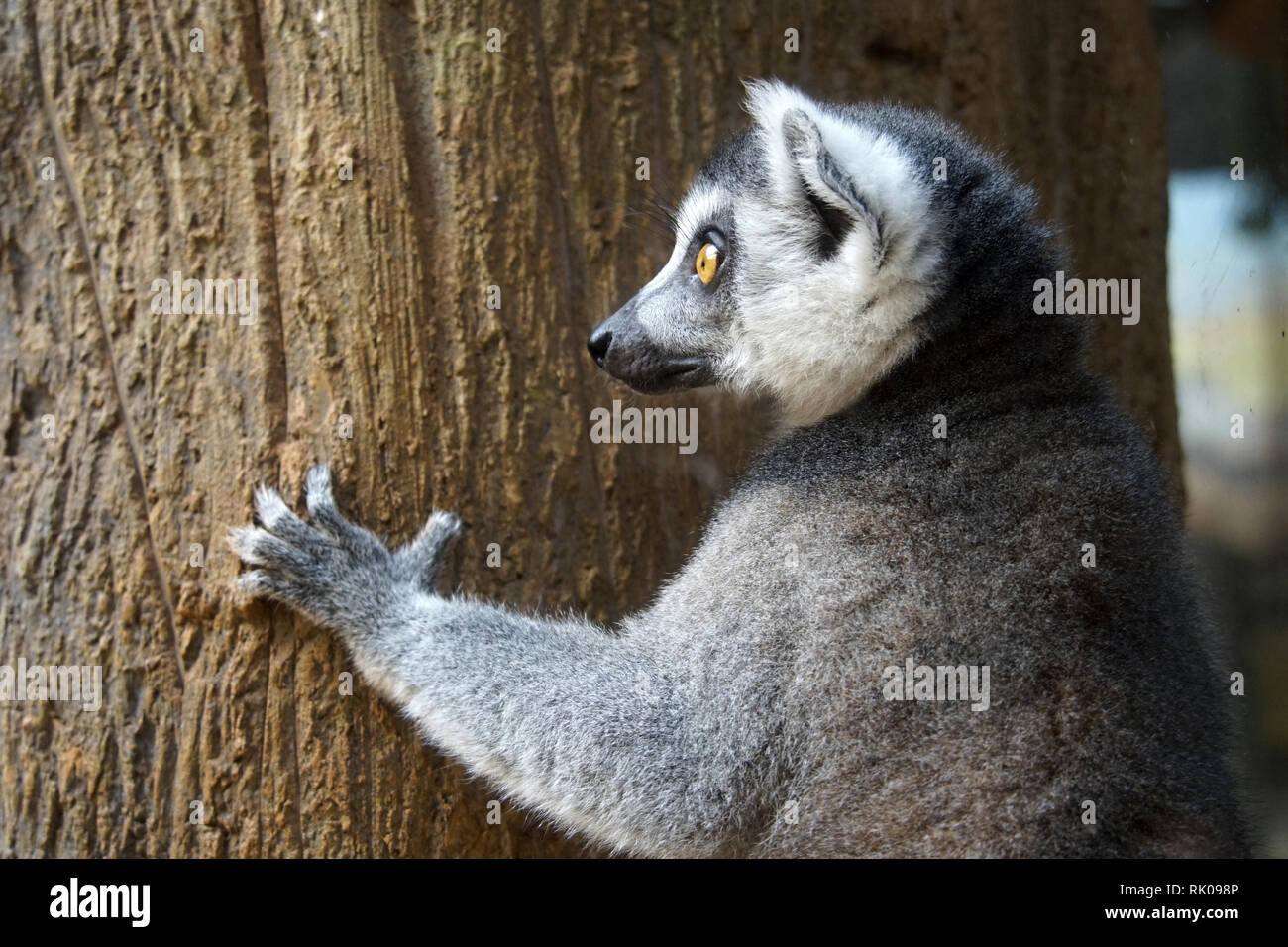 Endemic apes hi-res stock photography and images - Alamy