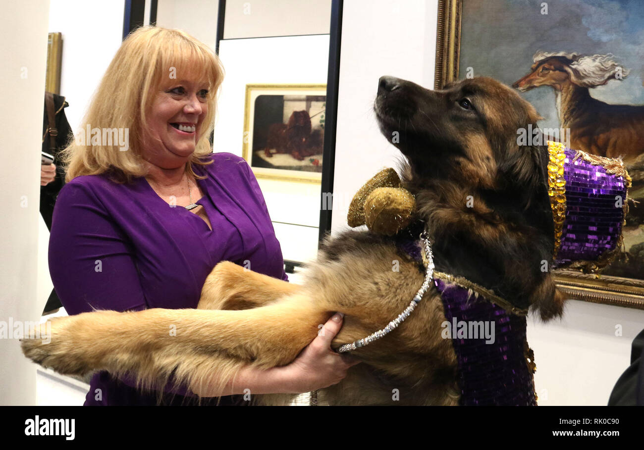 New York City, New York, USA. 8th Feb, 2019. Leonberger 'HOLLYWOOD ...