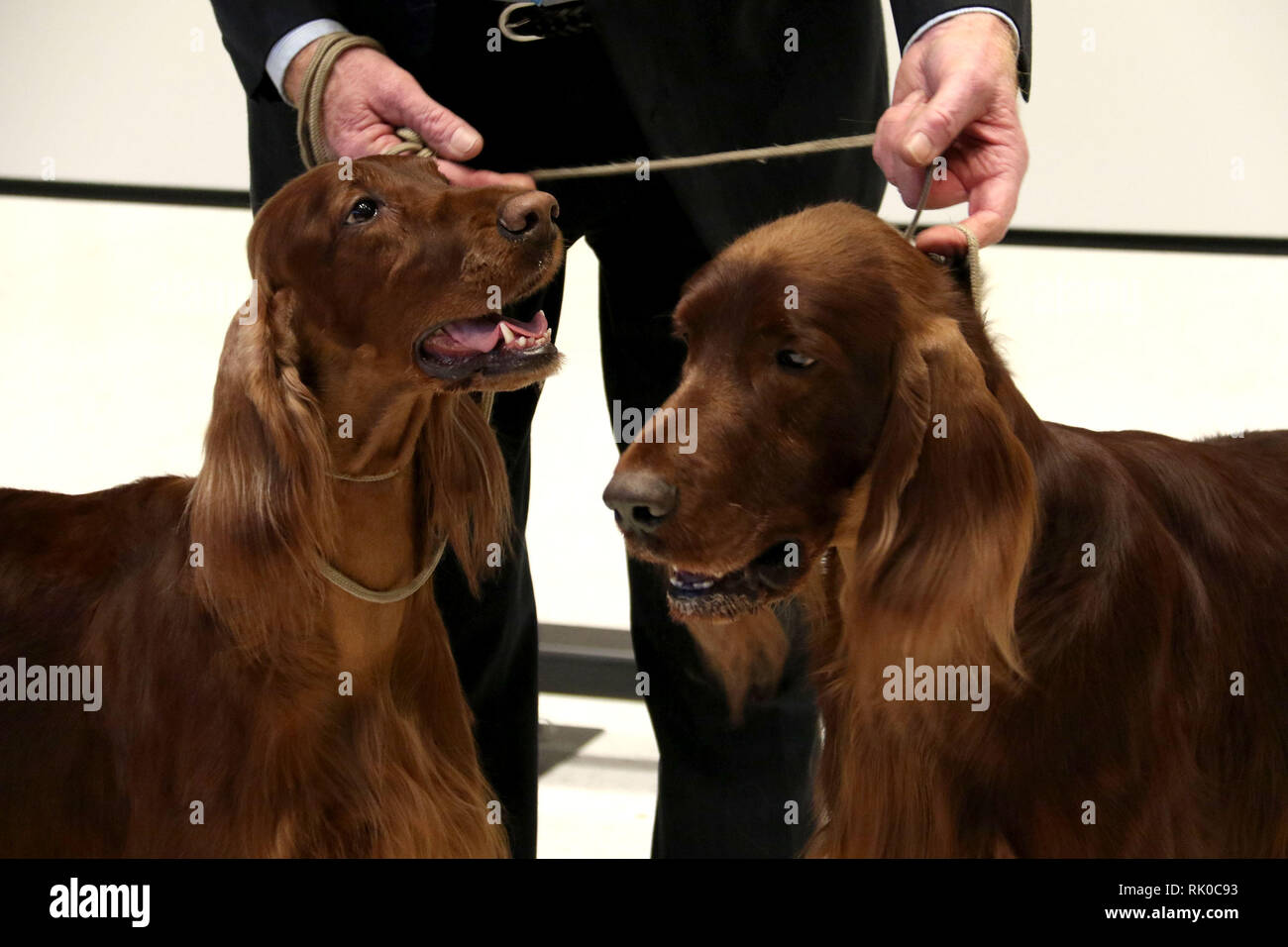 New York City, New York, USA. 8th Feb, 2019. Irish Setters GIBBS and ...