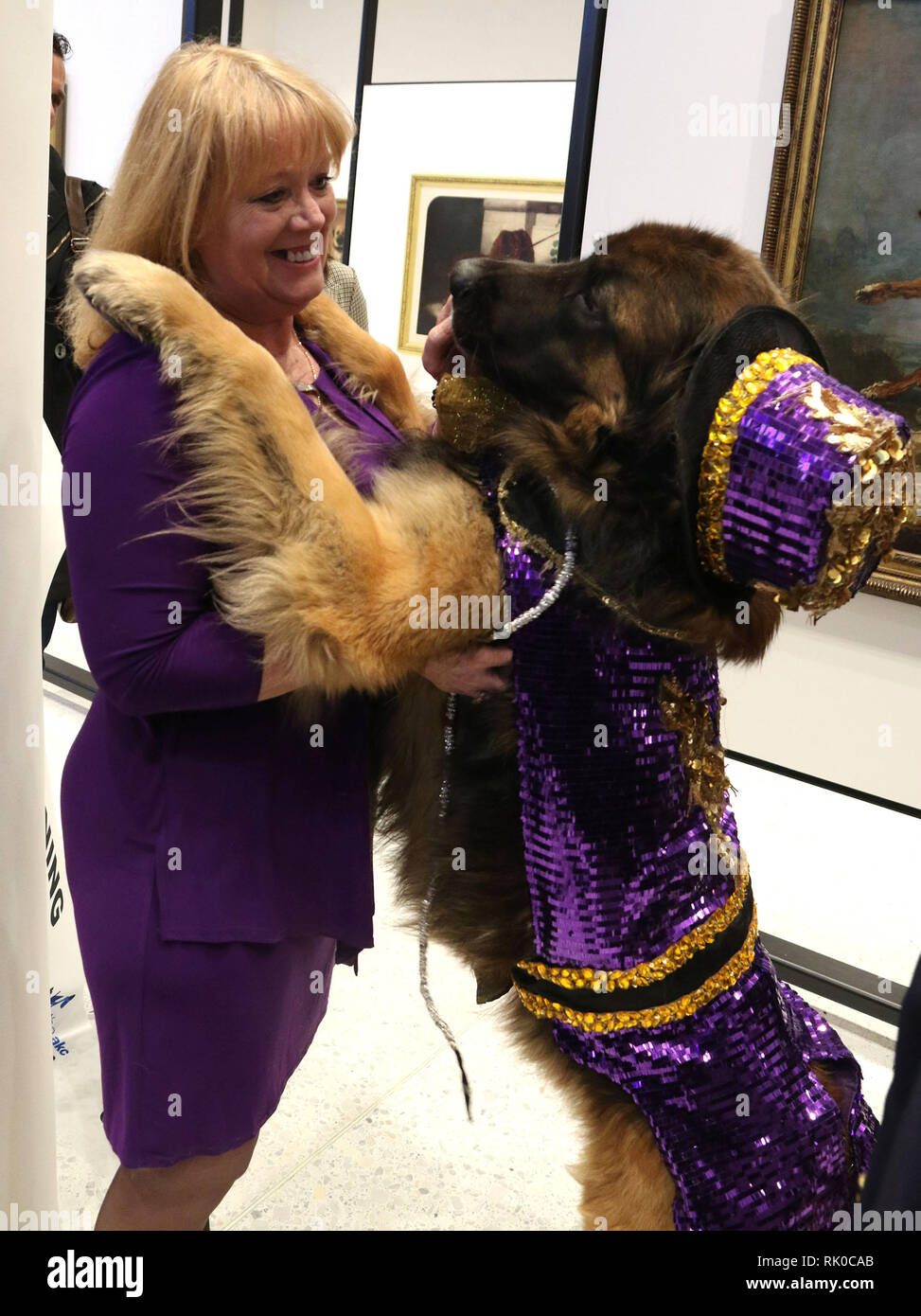 New York City, New York, USA. 8th Feb, 2019. Leonberger 'HOLLYWOOD ...
