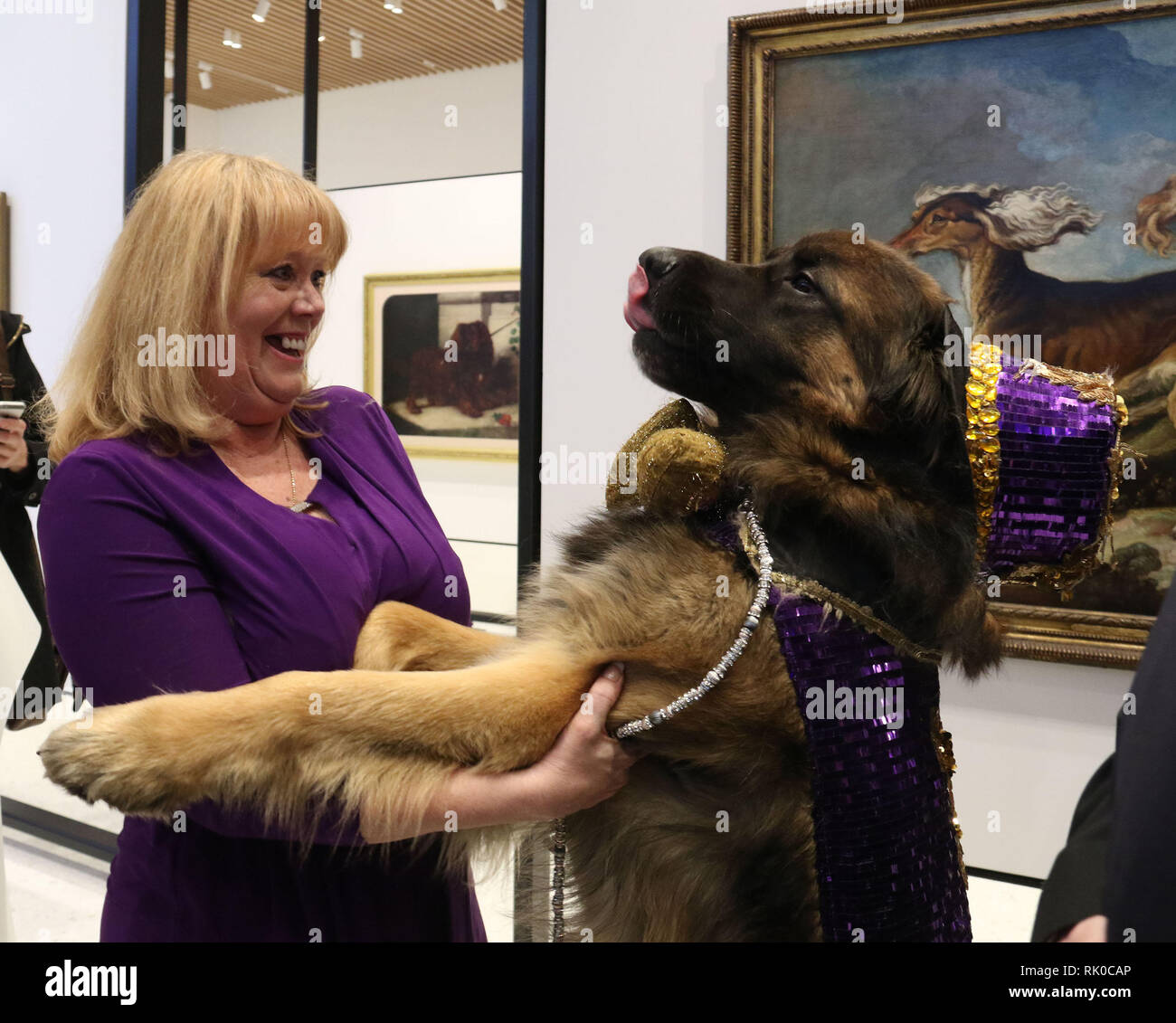 New York City, New York, USA. 8th Feb, 2019. Leonberger 'HOLLYWOOD ...