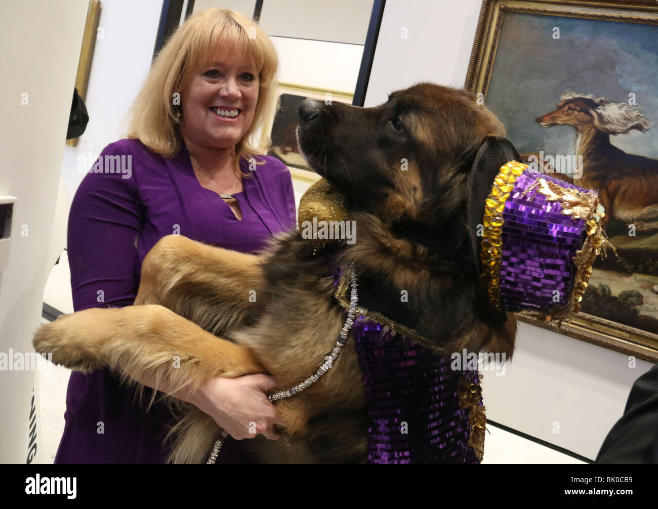 New York City, New York, USA. 8th Feb, 2019. Leonberger 'HOLLYWOOD ...