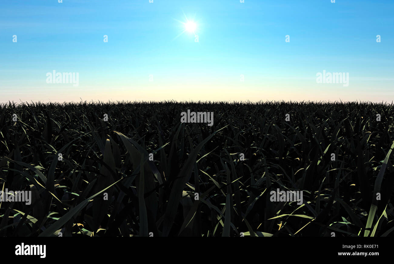 Grass field at sunset, 3d view, blades of grass in backlight. Garden ...