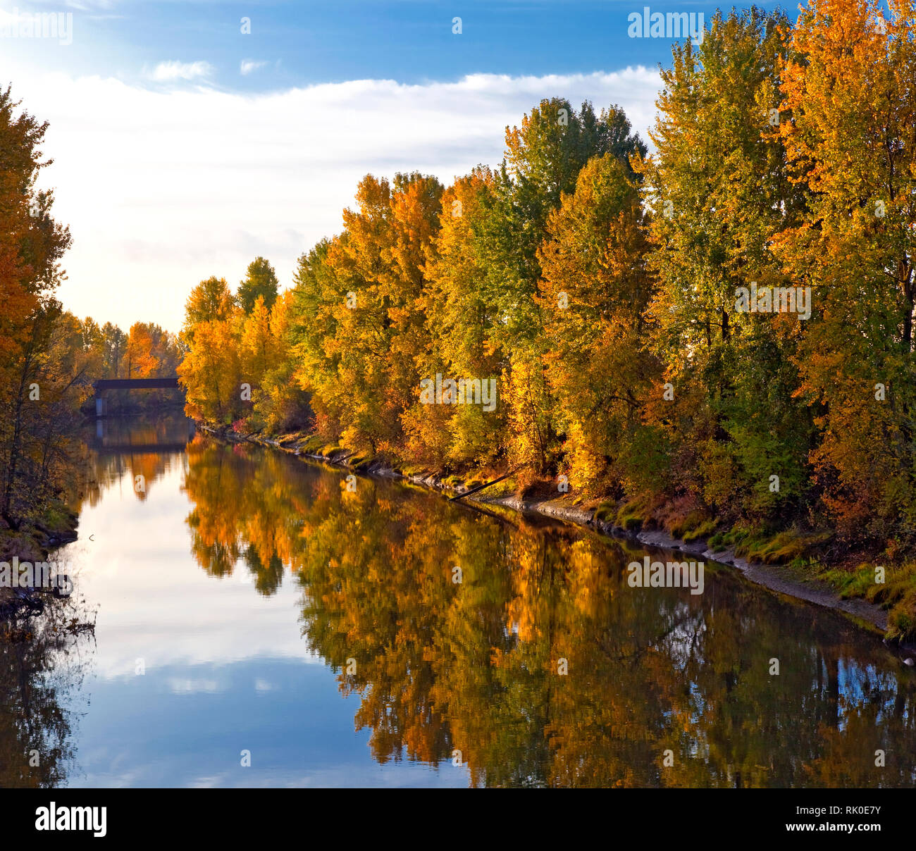 Trees Along River Stock Photo - Alamy