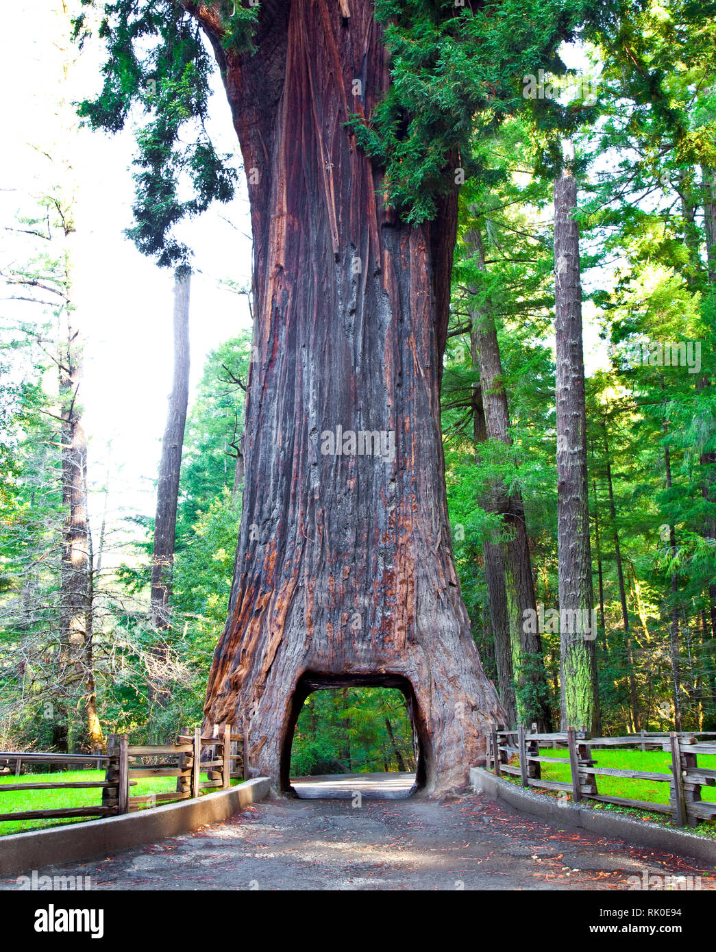 Chandelier Drive Thru Redwood Tree Stock Photo - Alamy