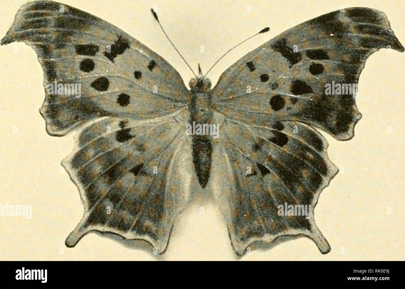 Northern California Butterflies