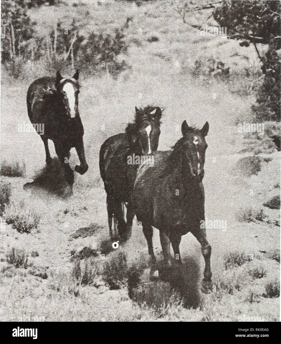 Feral burros hi-res stock photography and images - Alamy