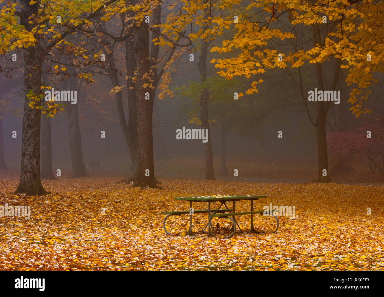 Picnic Table in a Park Stock Photo - Alamy
