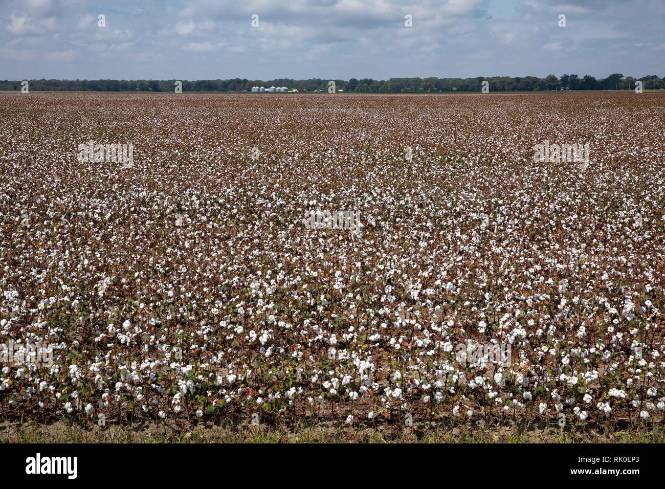 Cotton Plantation, Mississippi. September, 2018 Stock Photo - Alamy