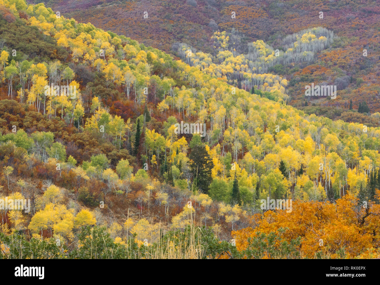Wasatch hill hi-res stock photography and images - Alamy