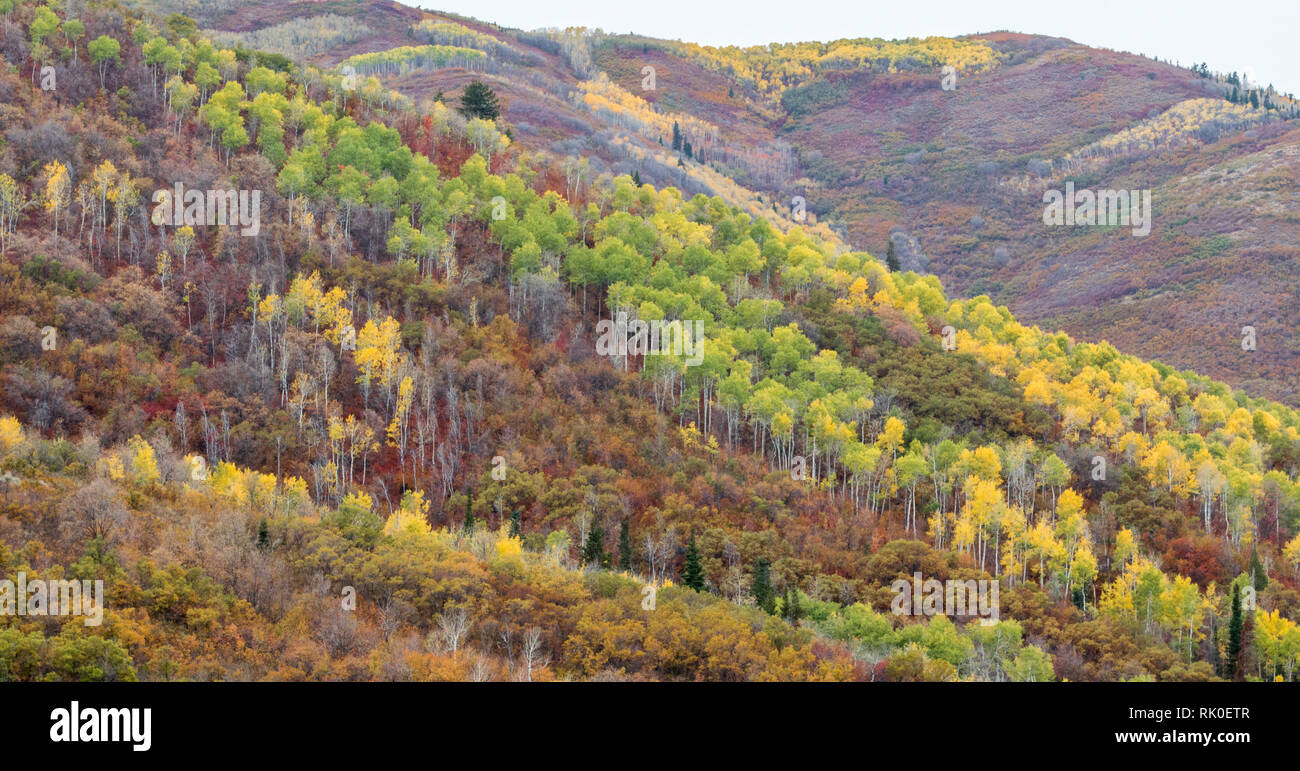 Rolling hills covered in vibrant hi-res stock photography and images ...