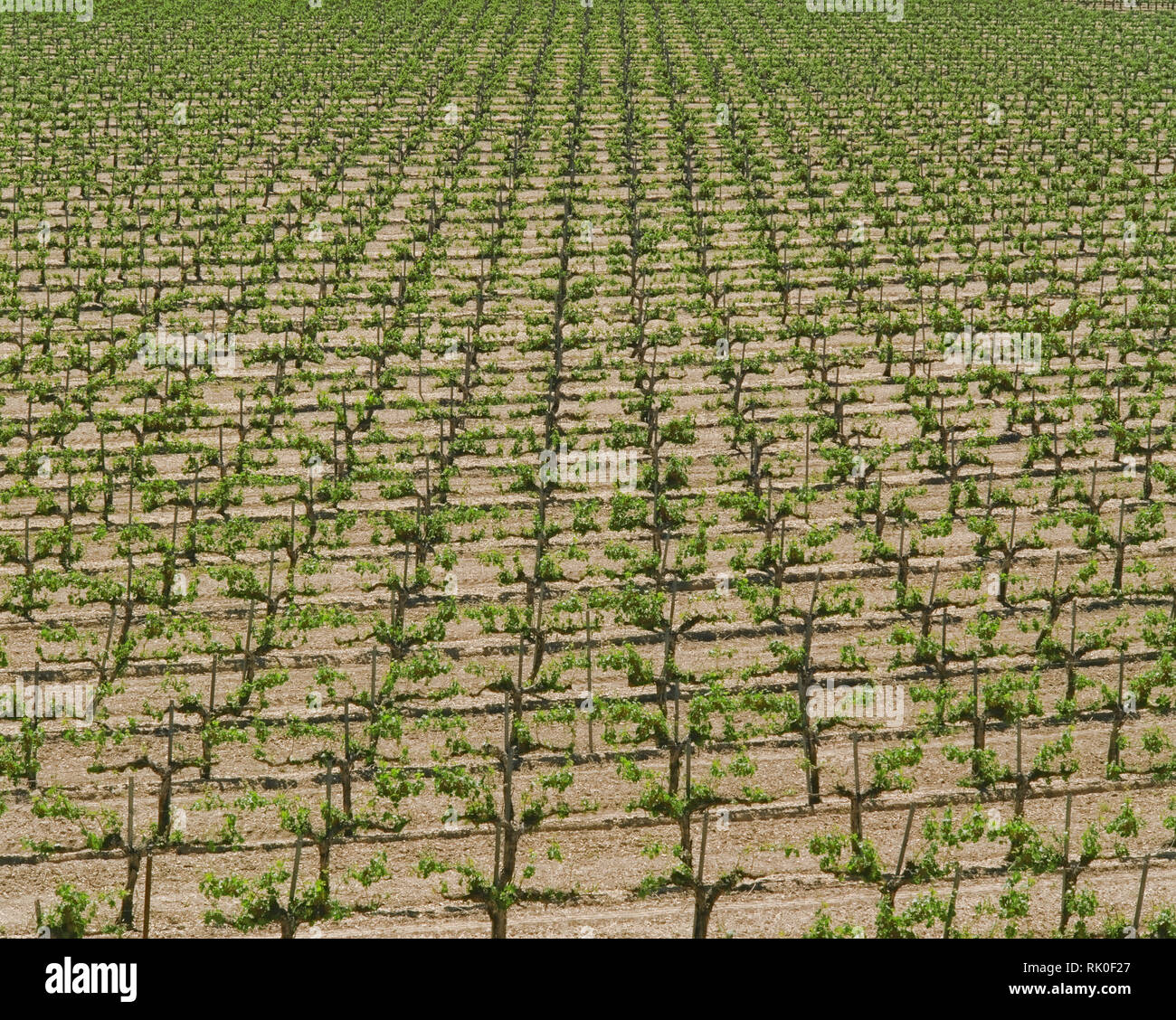 Growing rows grape plants aerial hi-res stock photography and images ...
