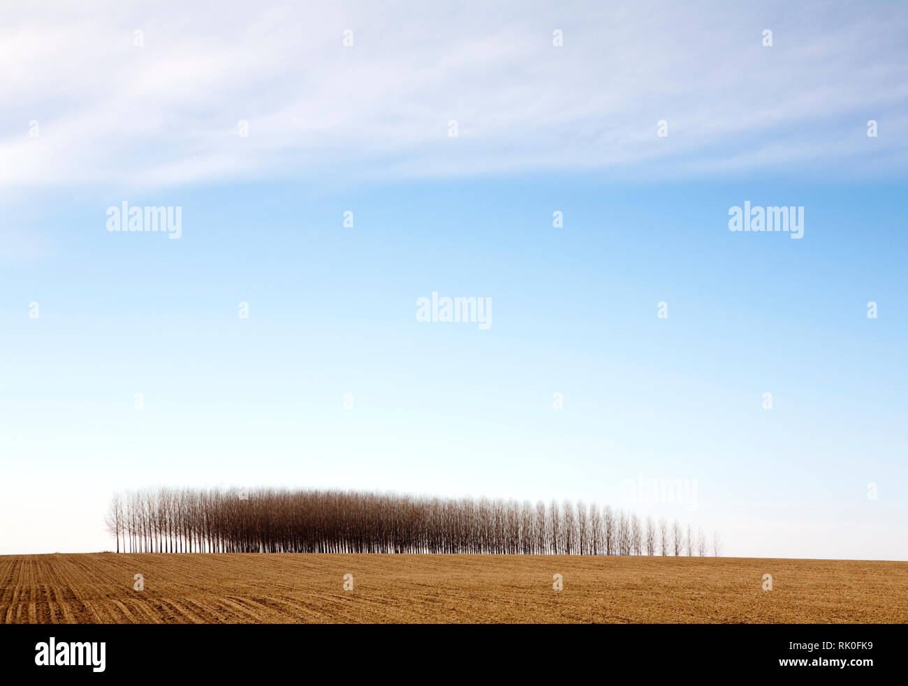 Poplar Trees in Field, Palouse, Washington Stock Photo - Alamy