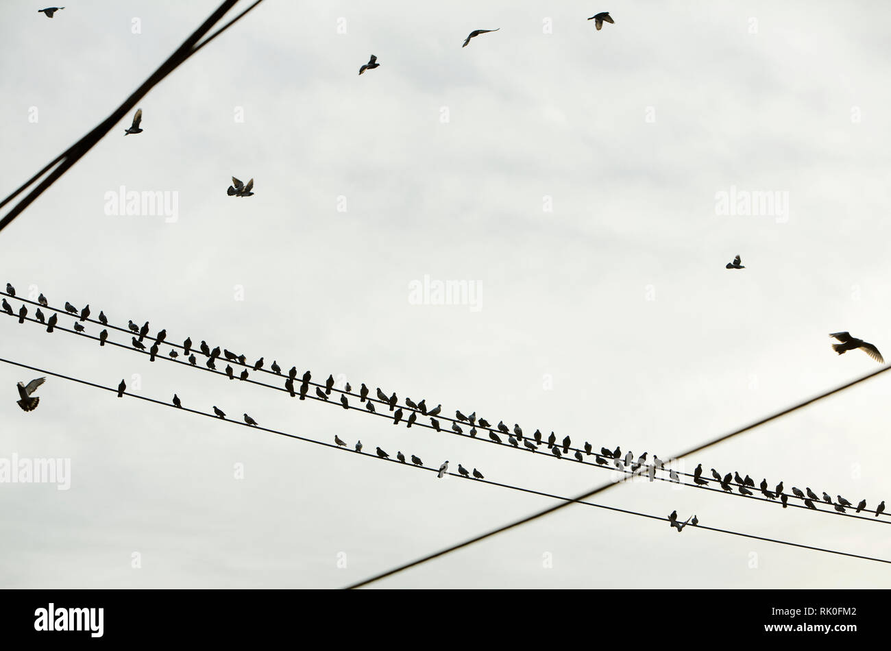 Birds on power lines hi-res stock photography and images - Alamy