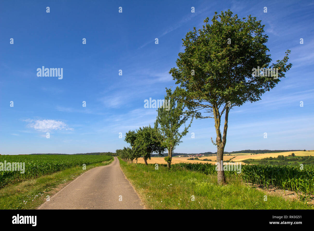 Landscape / Summer landscape with tree Stock Photo - Alamy
