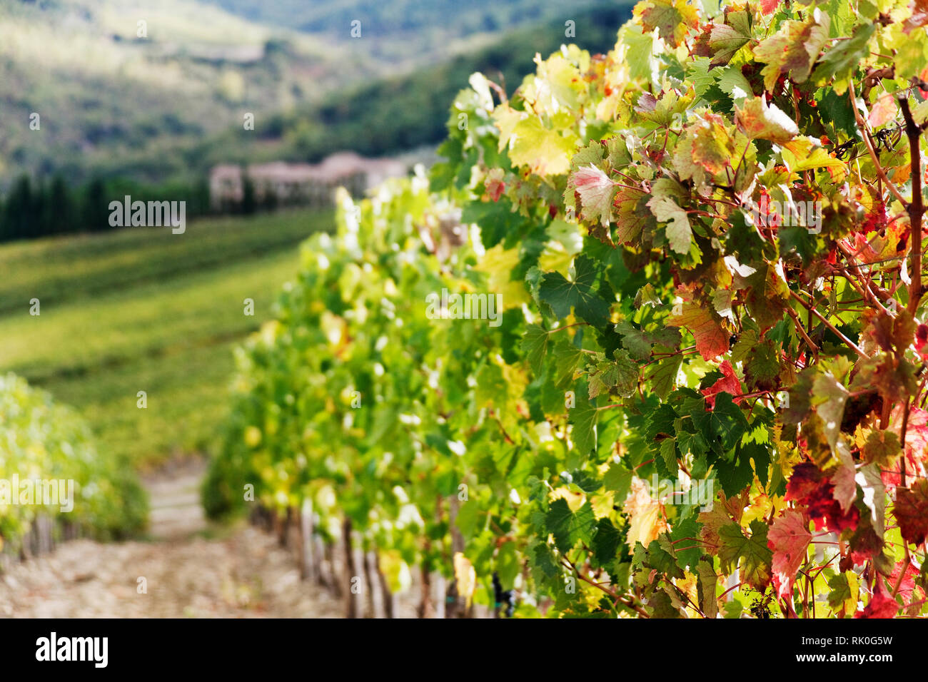 Row of Grapevines in Vineyard Stock Photo - Alamy
