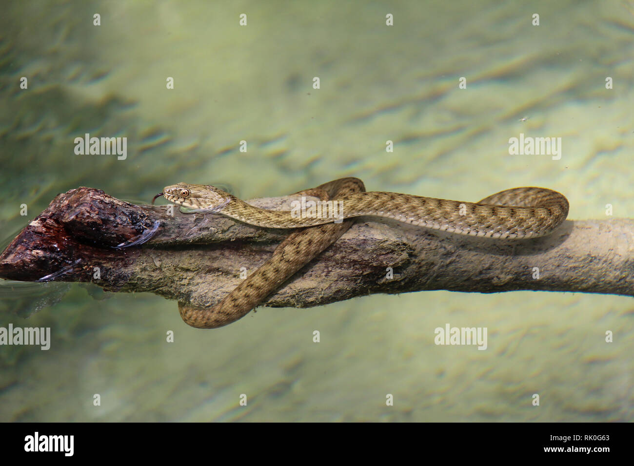 The snake wrapped a branch Stock Photo - Alamy