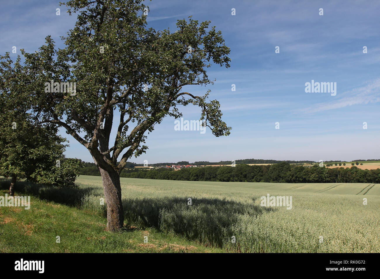 Landscape / Summer landscape with tree Stock Photo - Alamy