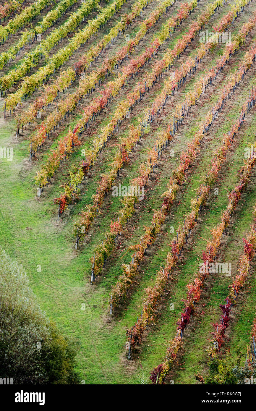 Aerial View of Vineyard Stock Photo - Alamy