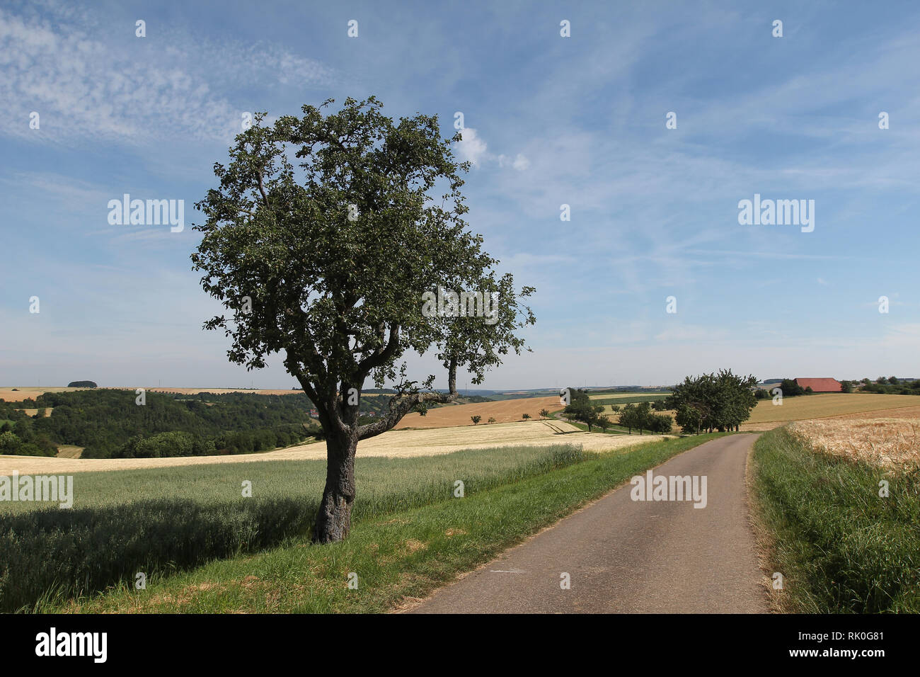 Landscape / Summer landscape with tree Stock Photo - Alamy