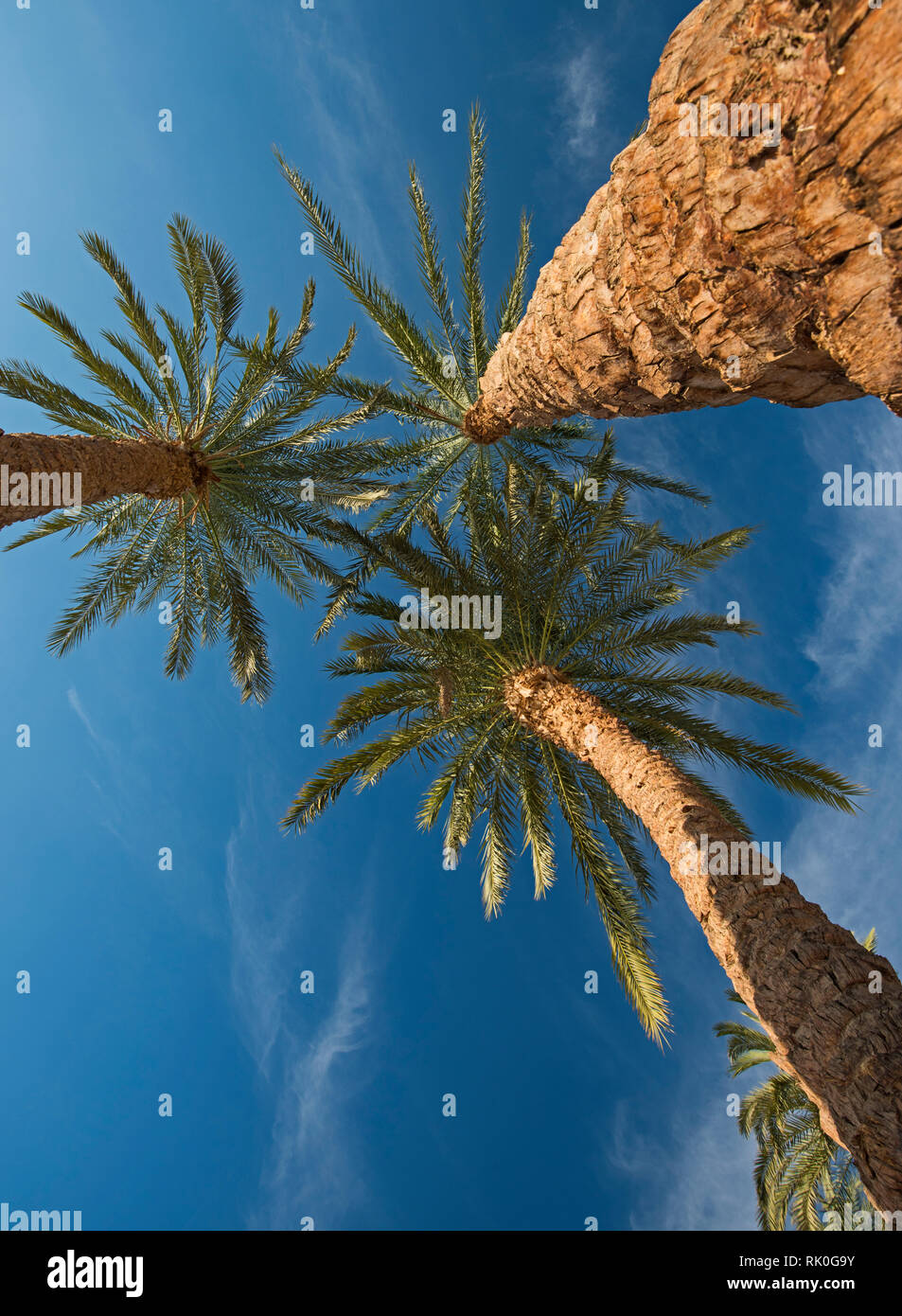 Date palm tree hi-res stock photography and images - Alamy