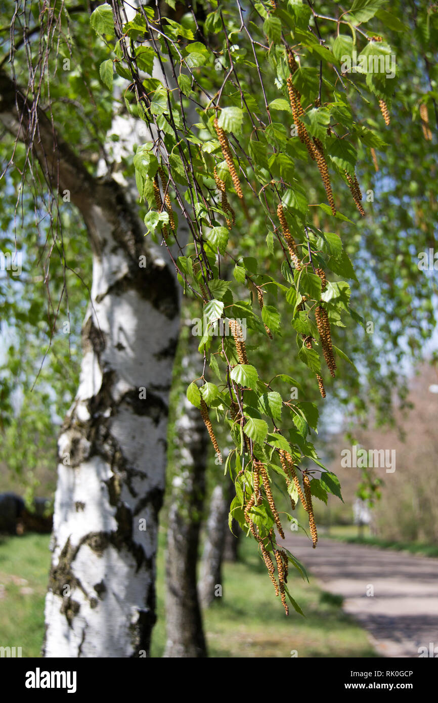 Birch Forest , Birch tree with young foliage Stock Photo - Alamy