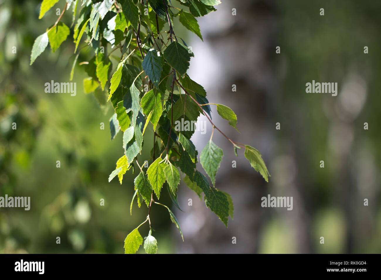 Birch Forest , Birch tree with young foliage Stock Photo - Alamy