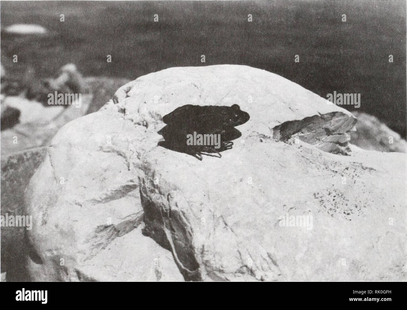 Colchis forest hi-res stock photography and images - Alamy