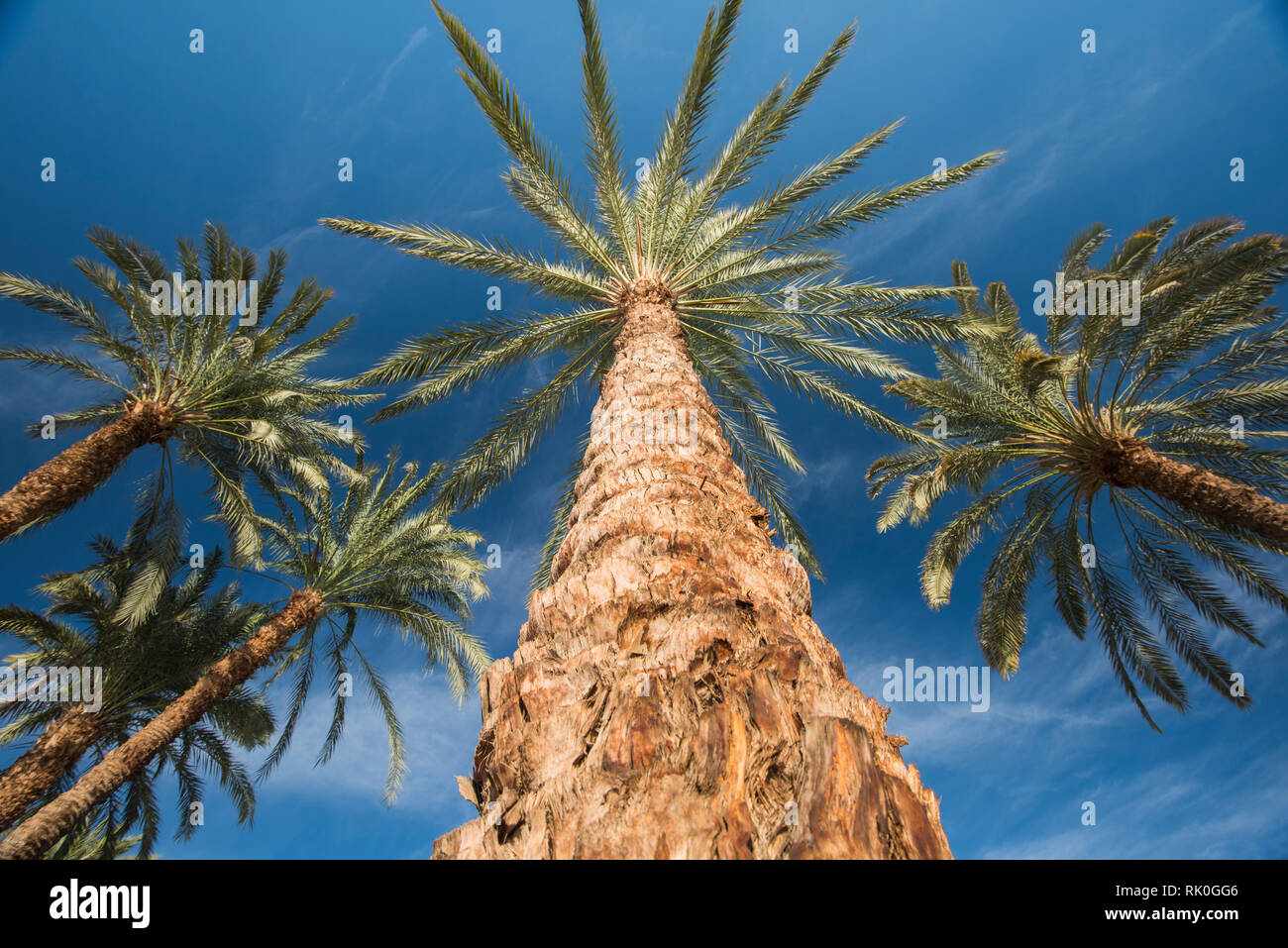 Abstract view of tall large date palm tree phoenix dactylifera looking ...