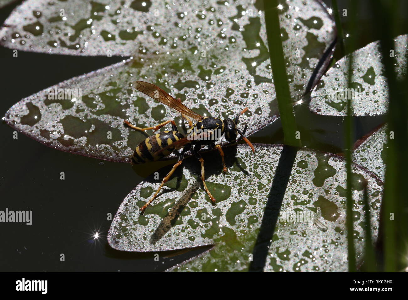 Wasp. Wasp drinks water in the pond Stock Photo - Alamy