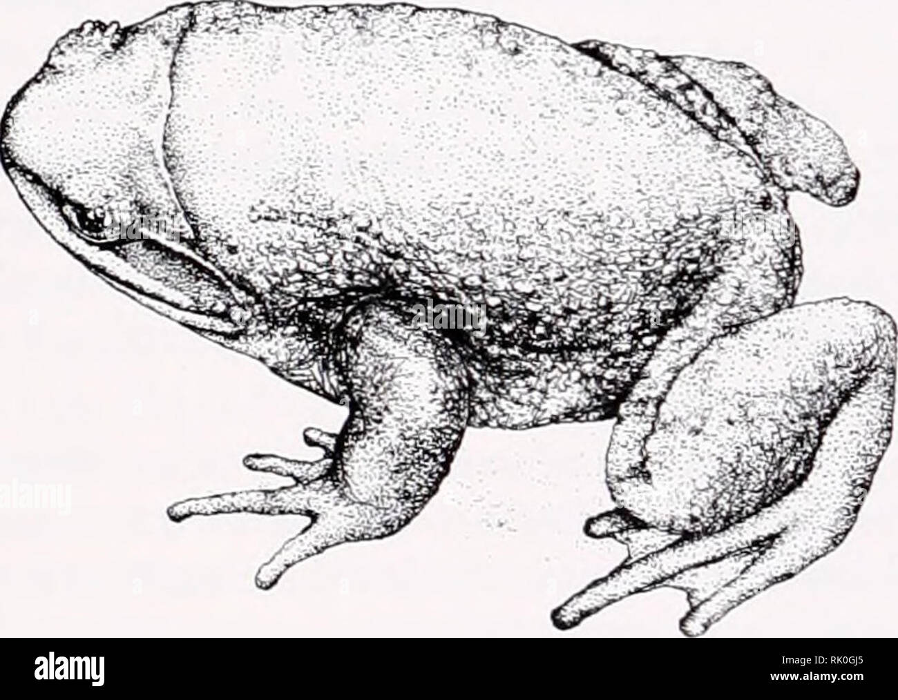 . Asiatic herpetological research. Reptiles -- Asia Periodicals ...