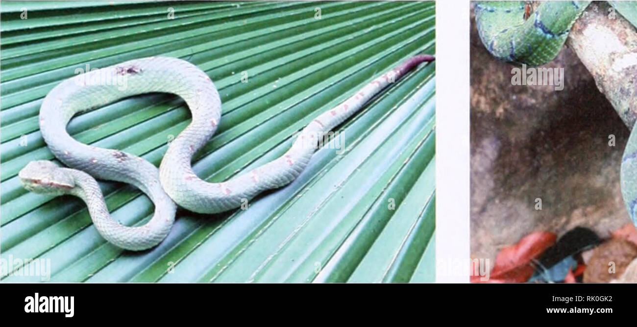 Lycodon capucinus hi-res stock photography and images - Alamy