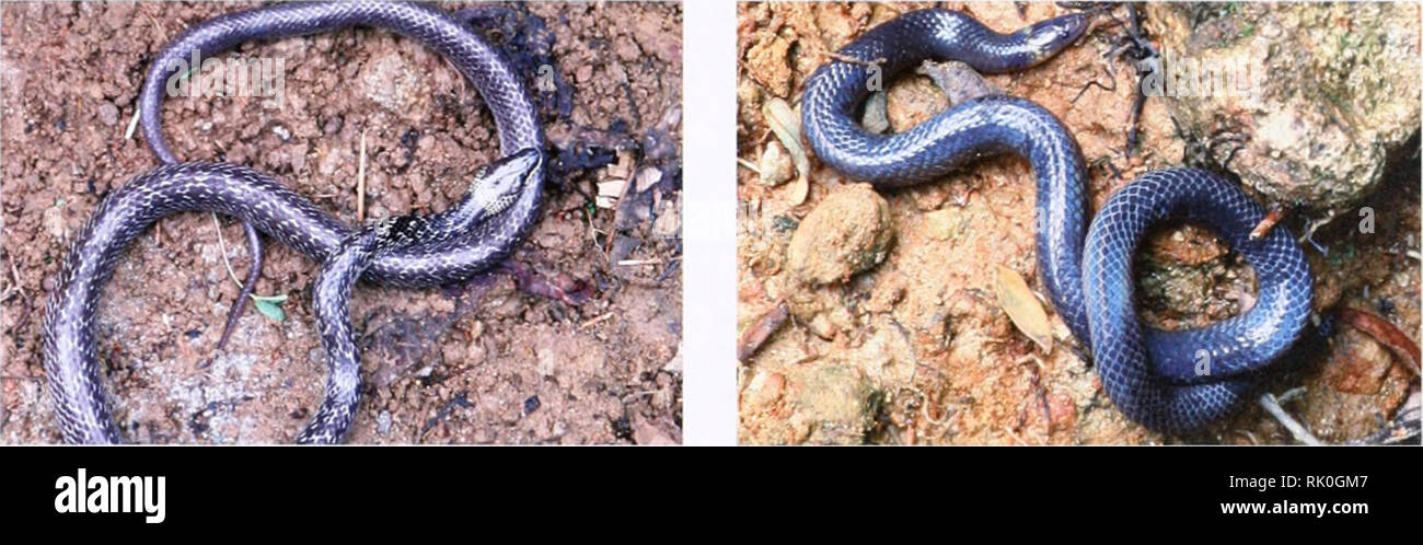 Lycodon capucinus hi-res stock photography and images - Alamy