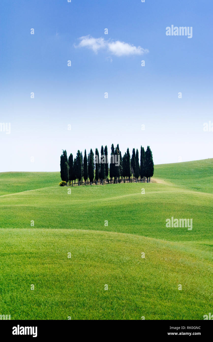 Stand of cypress trees hi-res stock photography and images - Alamy