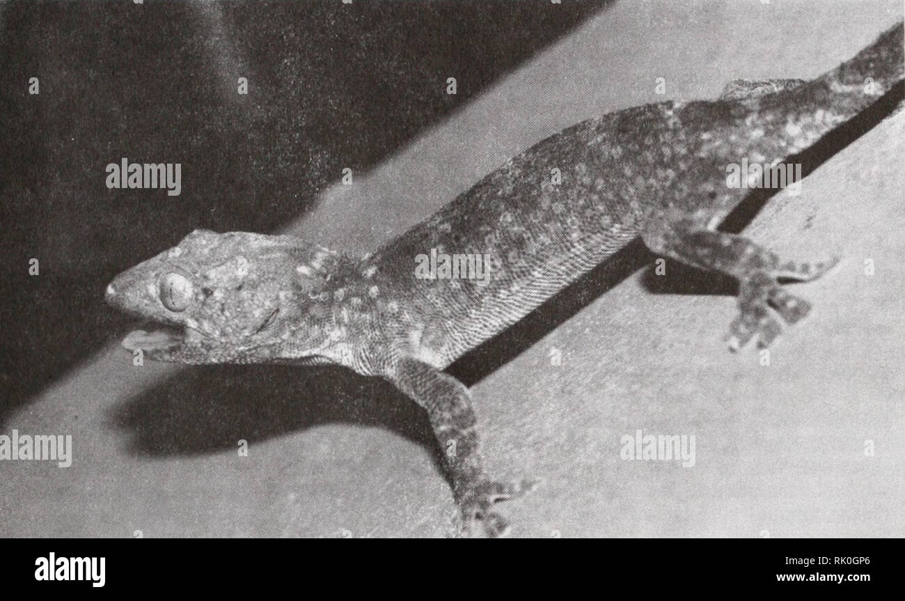 . Asiatic herpetological research. Reptiles -- Asia Periodicals ...
