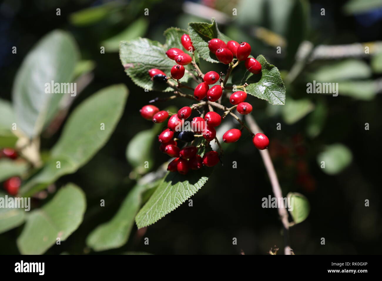 Shrubs in the garden / Bright red berries Stock Photo - Alamy