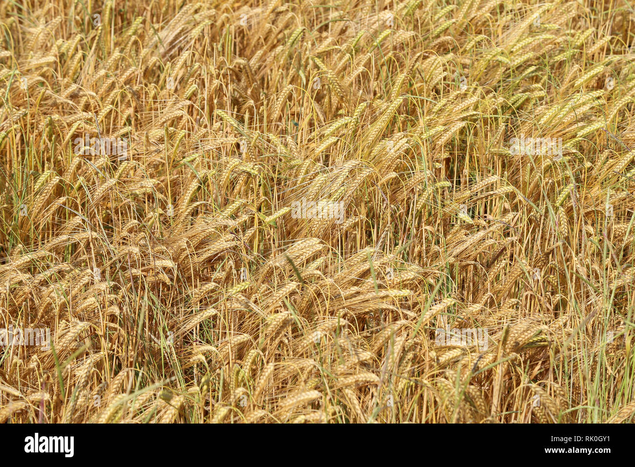 Mature Growth Wheat High Resolution Stock Photography and Images - Alamy