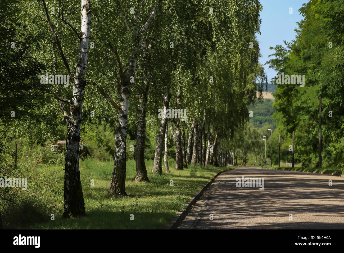 Avenue of birch trees Stock Photo - Alamy
