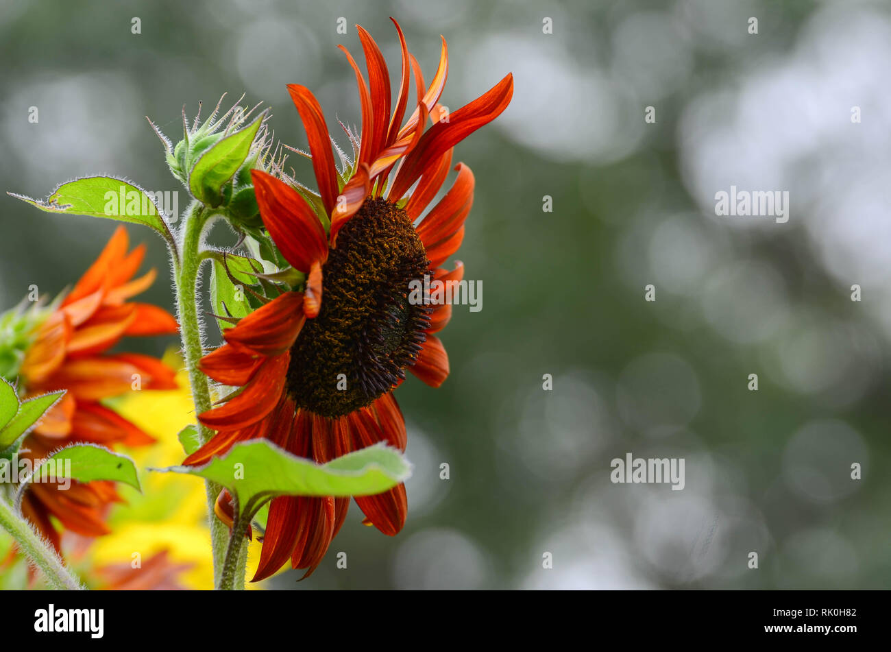Red sunflower hi-res stock photography and images - Alamy