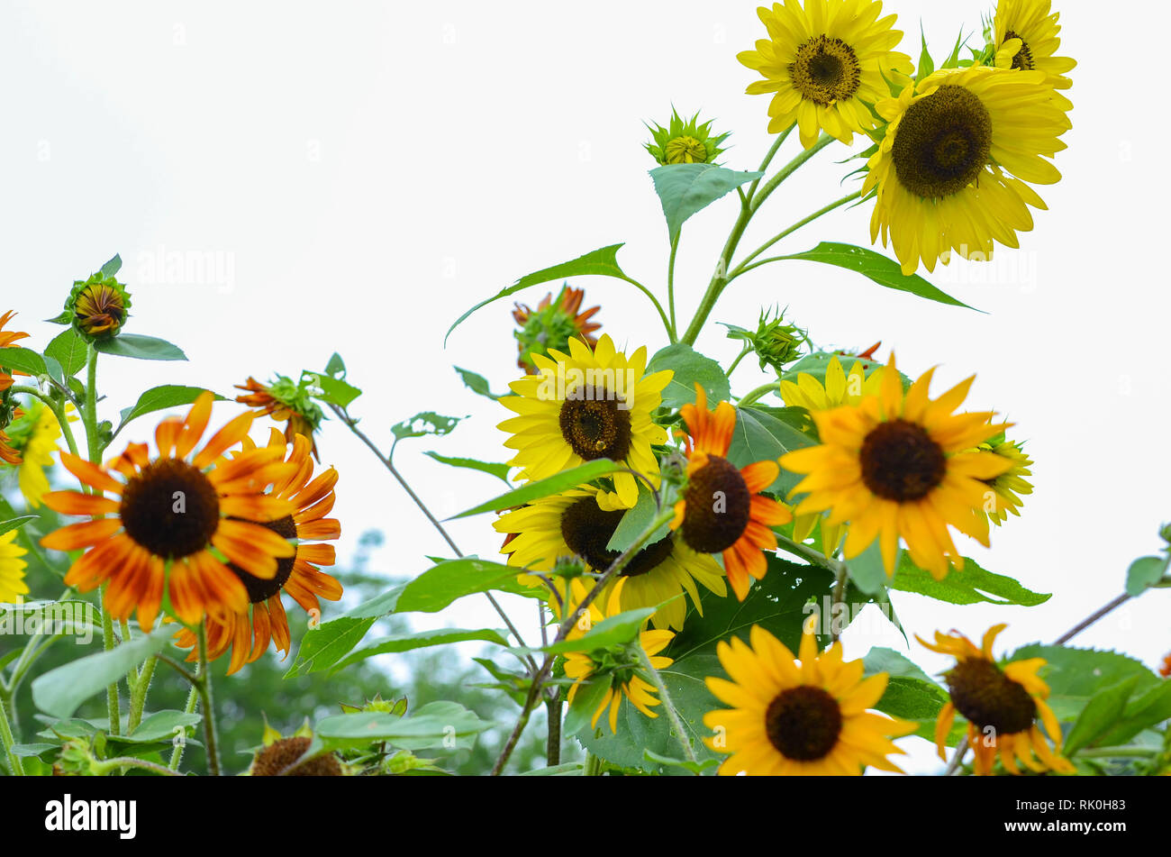 Sunflowers nature hi-res stock photography and images - Alamy
