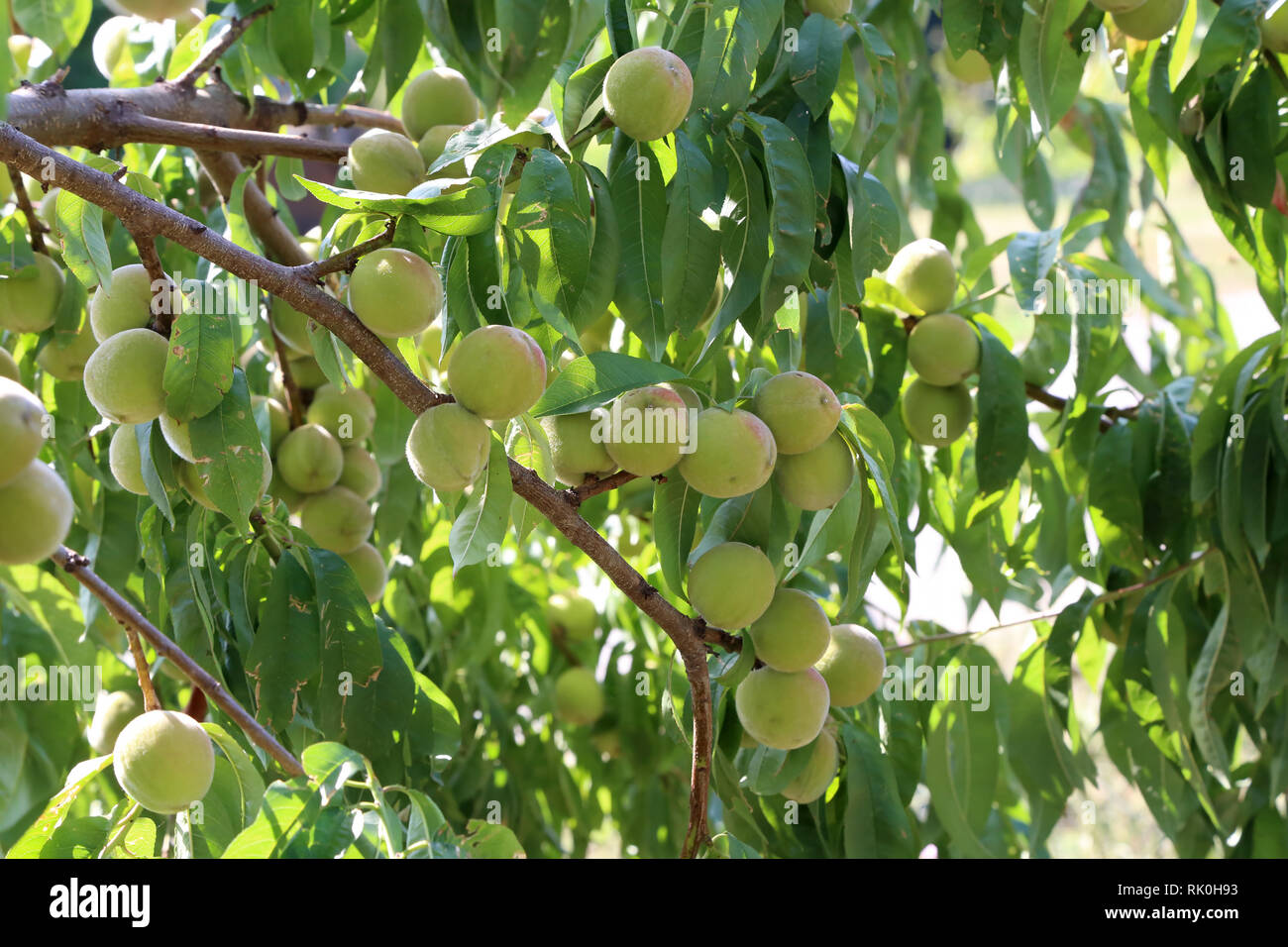 Fruit / Green peaches on a branch Stock Photo - Alamy