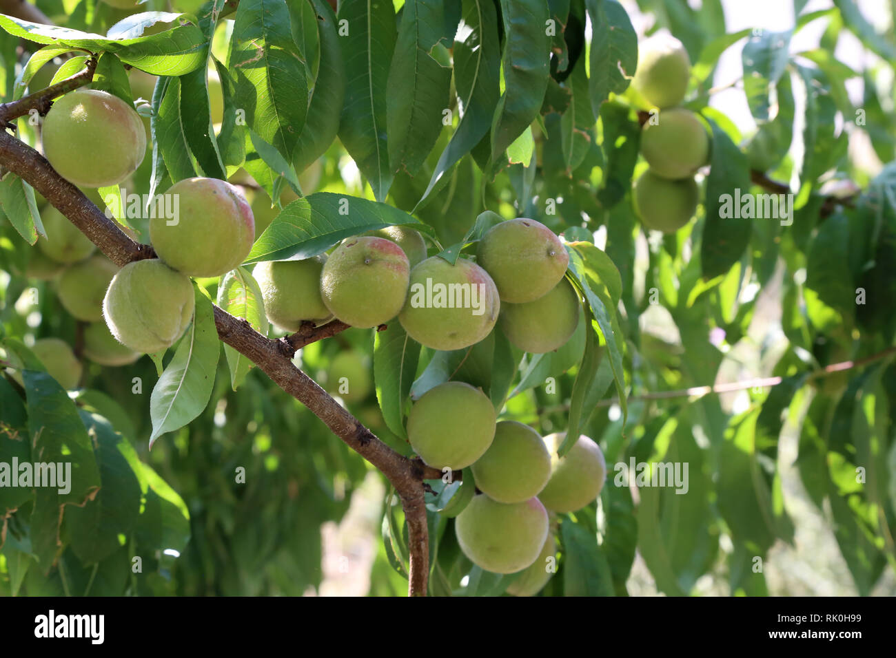 Fruit / Green peaches on a branch Stock Photo - Alamy