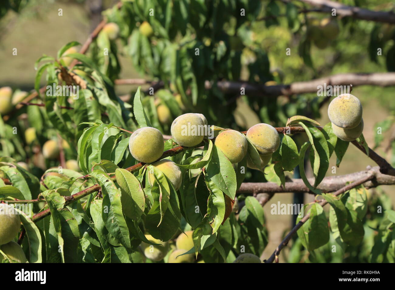 Fruit / Green peaches on a branch Stock Photo - Alamy